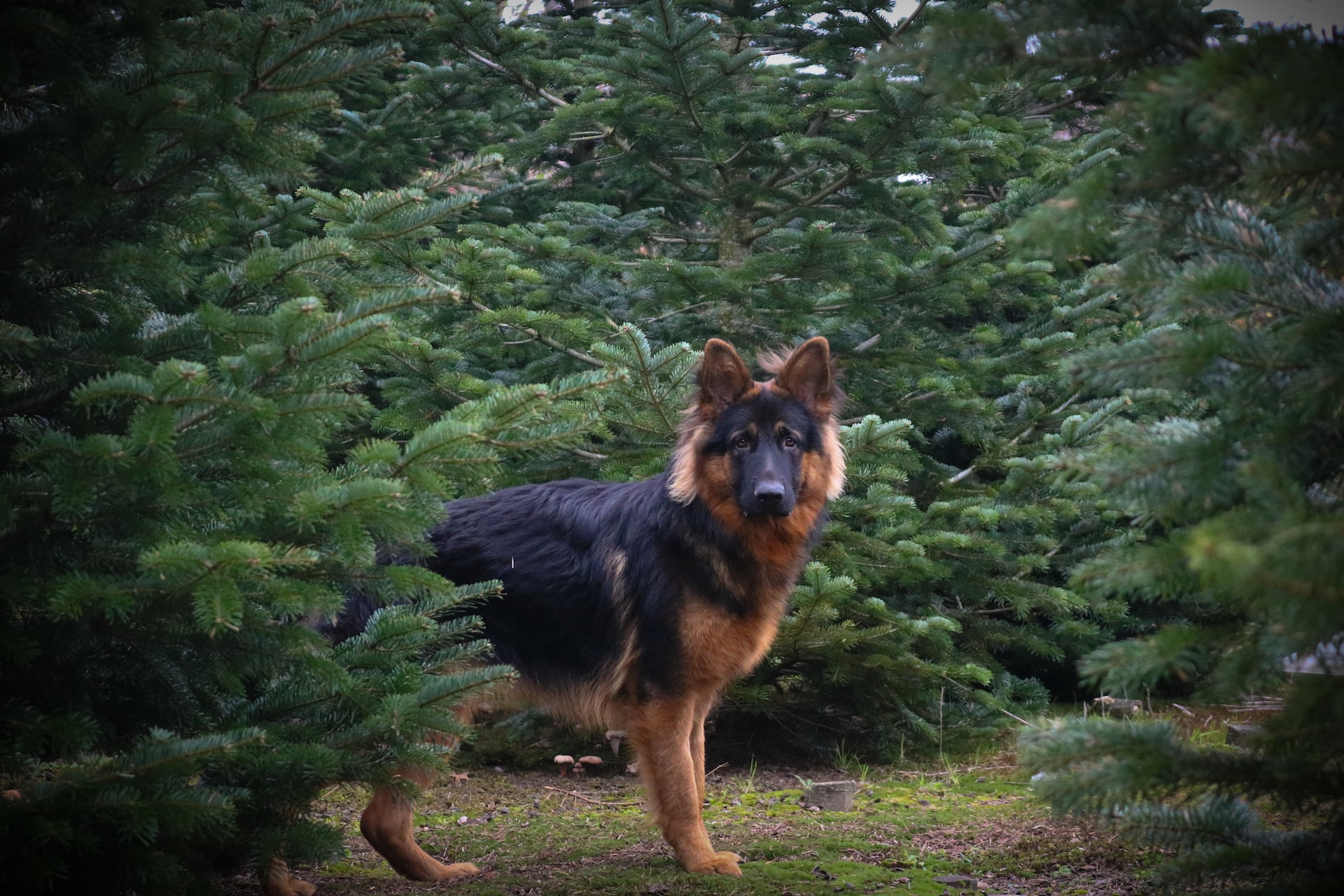 King Shepherd vs German Shepherd: An In-Depth Breed Comparison ...