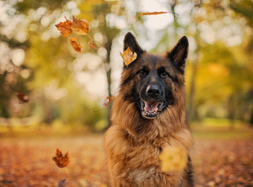 Long-Haired German Shepherd (Langstockhaar) Full Guide