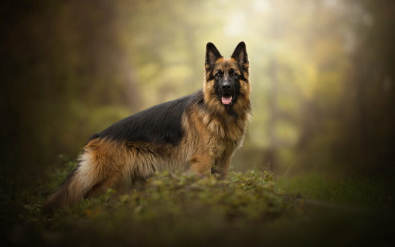 Long-Haired German Shepherd (Langstockhaar) Full Guide