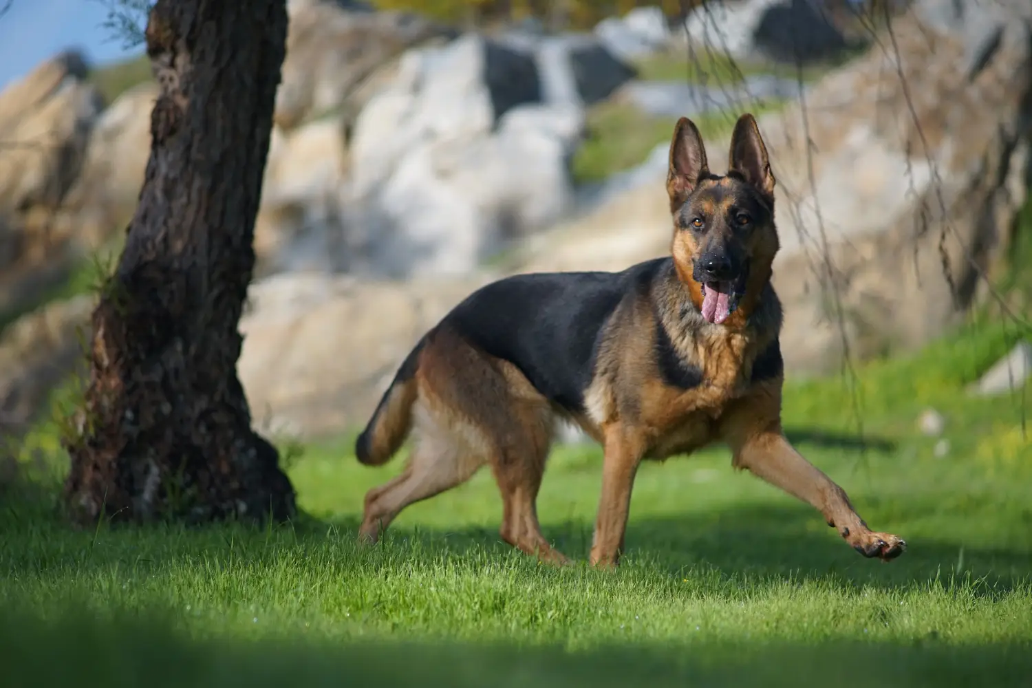 Are German Shepherds Good Guard Dogs? Protective Instincts Explained