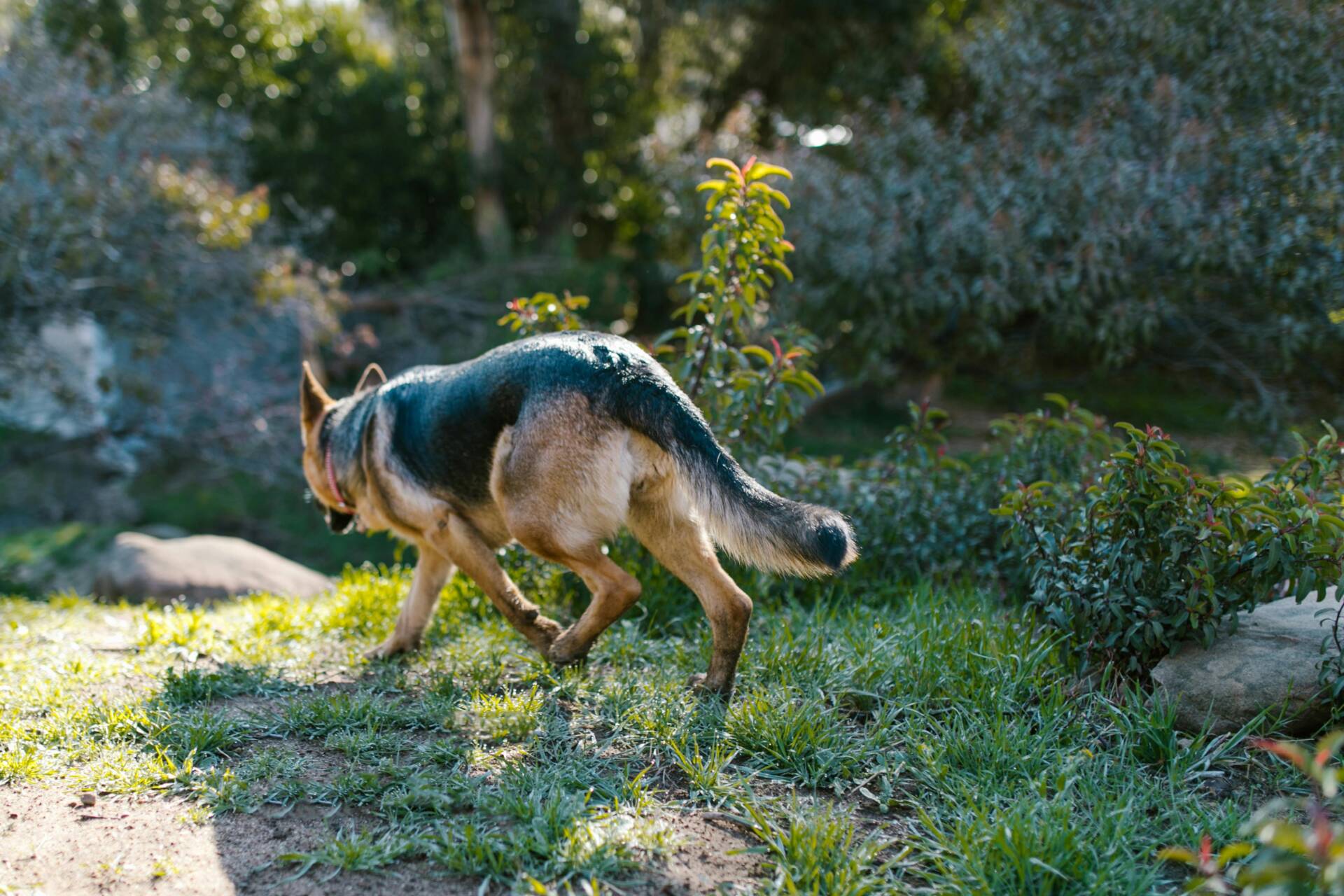 Saddle Coat German Shepherd: Appearance, Traits & Care - Shepherd Kingdom