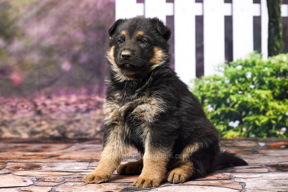 German Shepherd Puppies For Sale in Virginia (No puppy mills!)