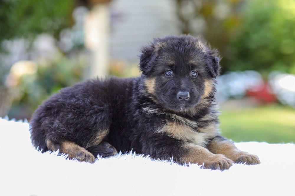 Rose - Shepherd Kingdom