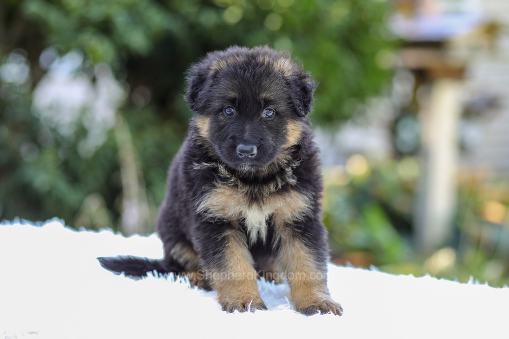 Rose - Shepherd Kingdom