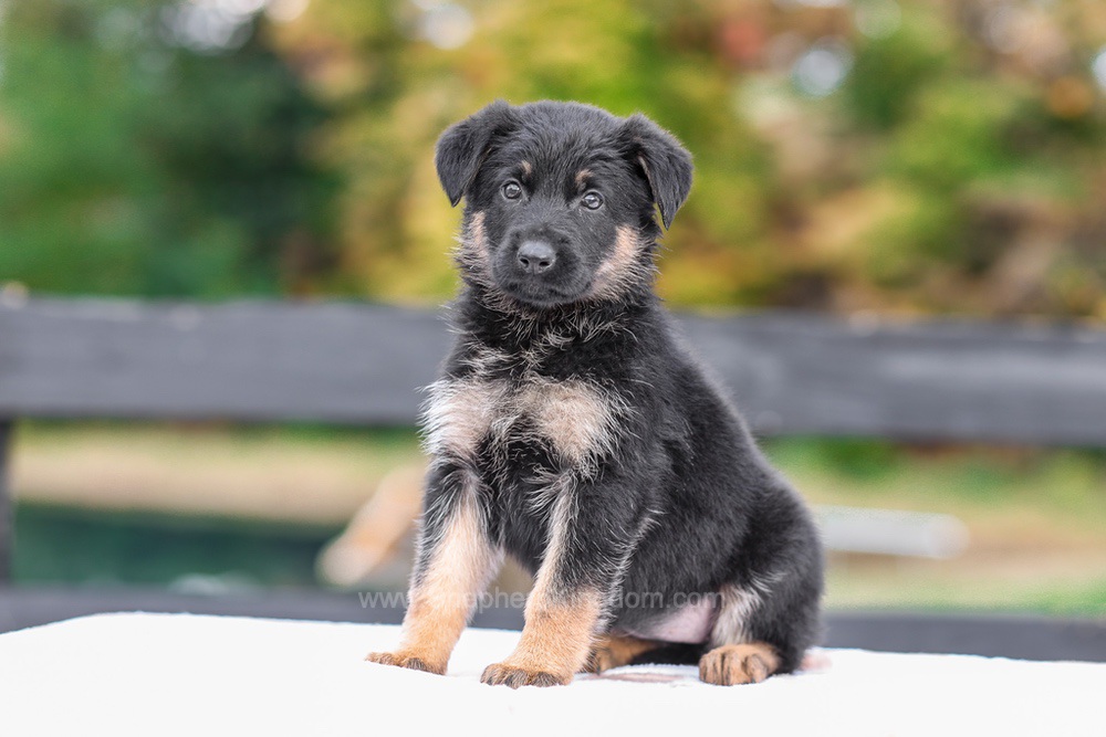 Virginia - Shepherd Kingdom