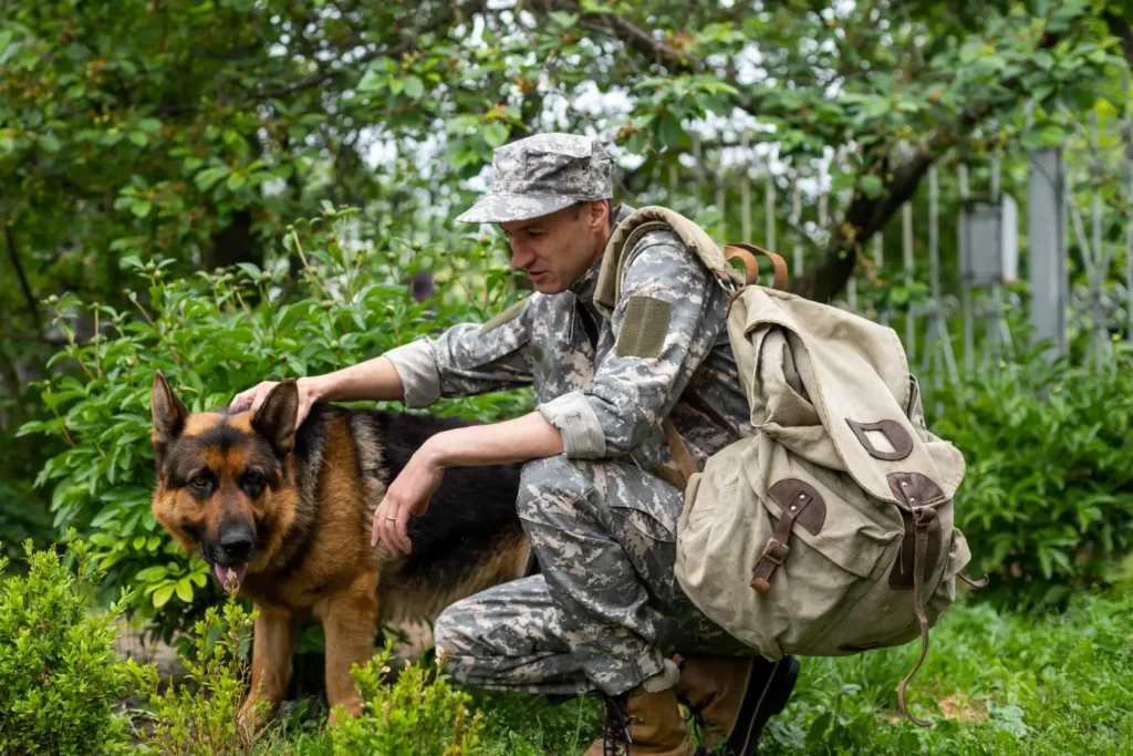 What Nobody Tells You About Working Line German Shepherds - Shepherd ...