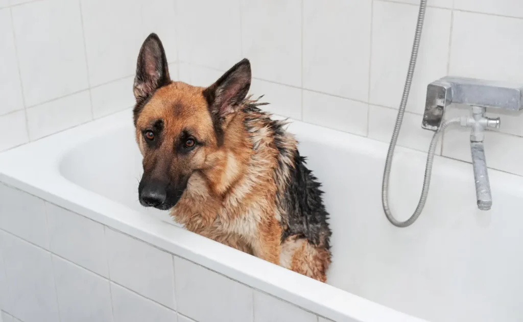 German Shepherd Grooming: A Complete Guide for GSD Owners - Shepherd ...