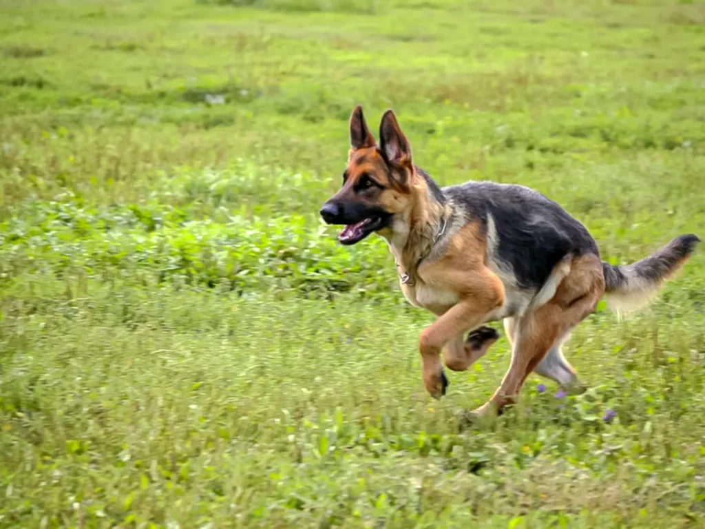 How Fast Can a German Shepherd Run? - Shepherd Kingdom
